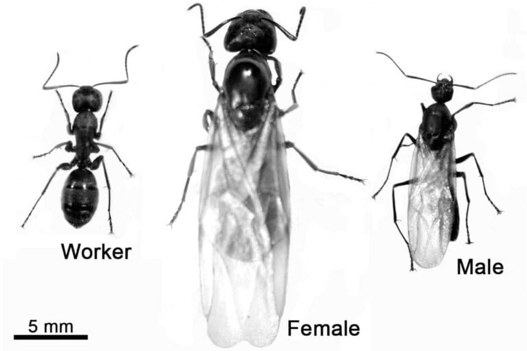How to Find Queen Ants in Australia - Ant Keeping Australia