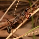 Finding Queen Ants in Australia: The Complete Beginner’s Guide