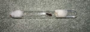 Test Tube Setup For Queen Ants The Perfect Step By Step Guide Ant